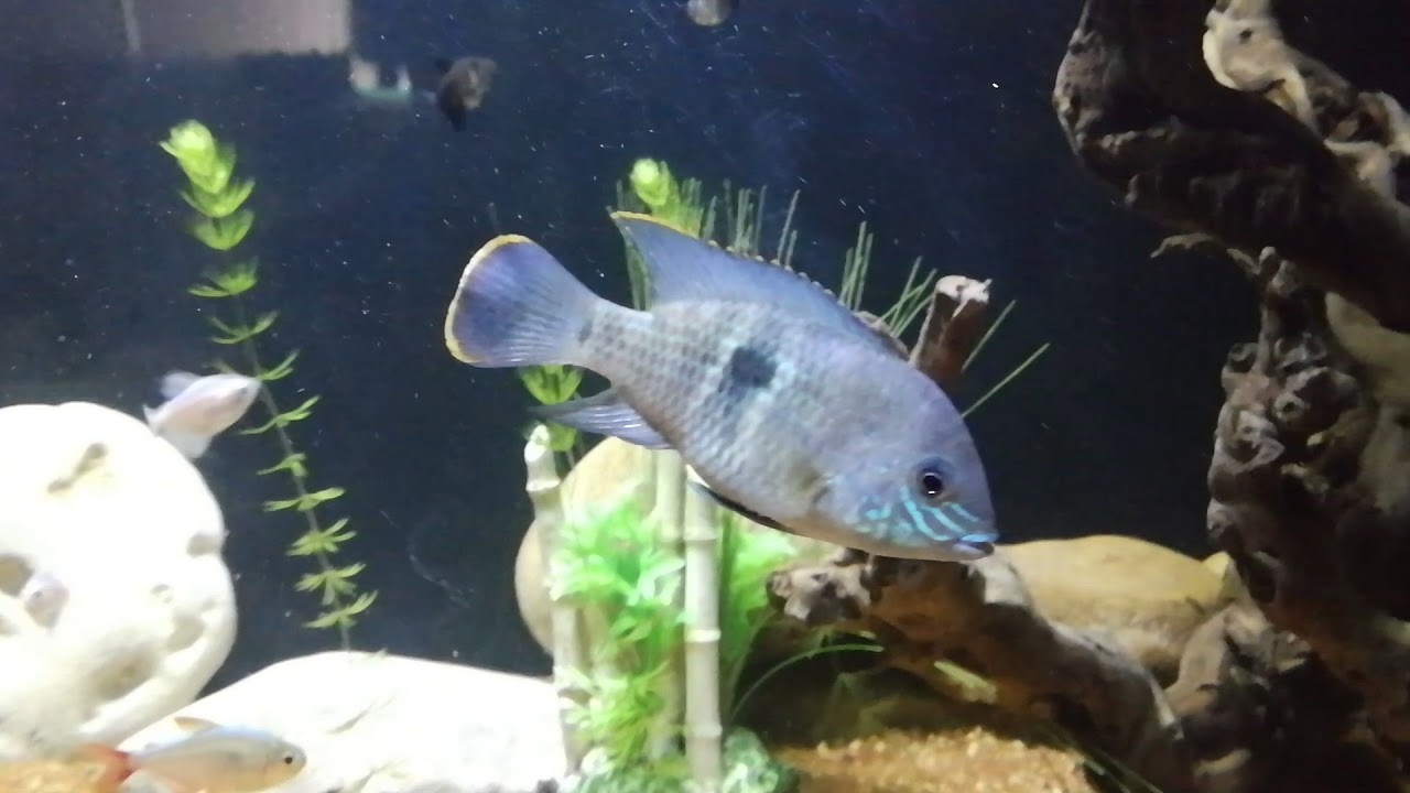 Cichlidscom Female Green Terror