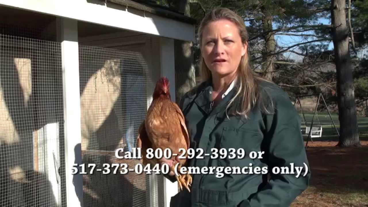 Backyard Biosecurity - Dr. Nancy Barr, MDARD - YouTube