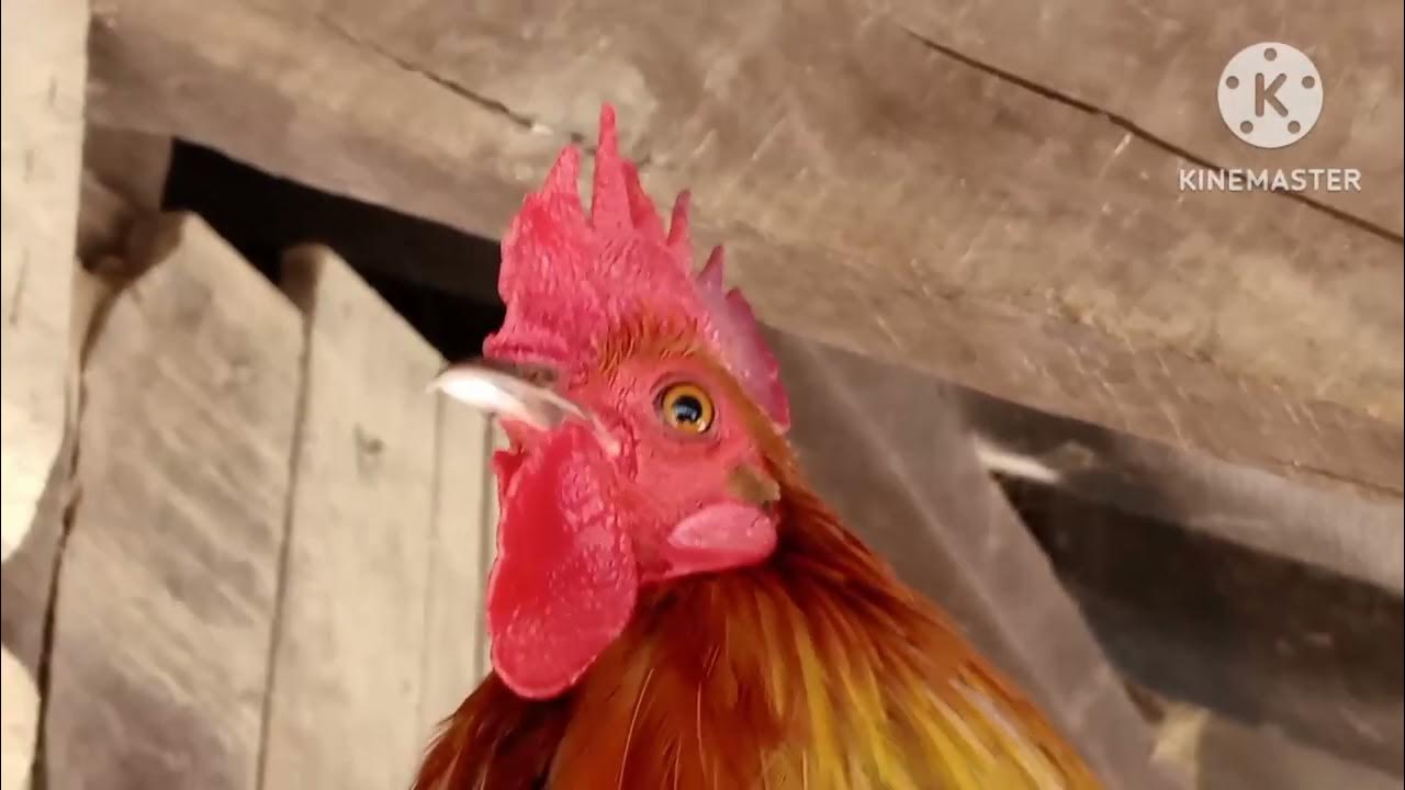 muag qaib dib f3 dib tuaj zoo heev saib seb koj puas nyiam 2023/12/12 - YouTube