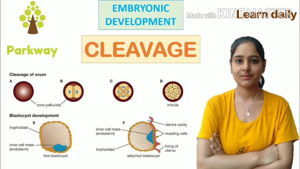 Cleavage | Embryonic Development| Biology by Harsimran Kaur - YouTube