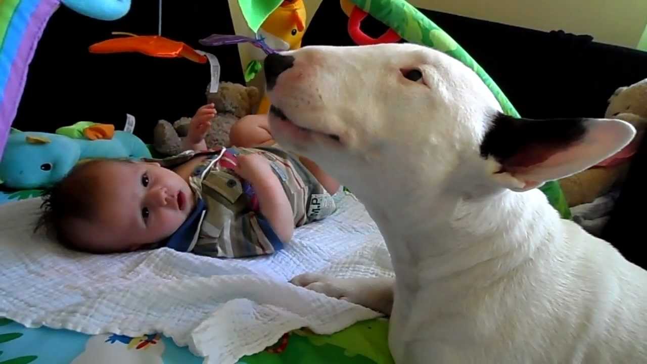 Aiden baby with Diego the 'dangerous' english bull terrier lol :) xxxx ...