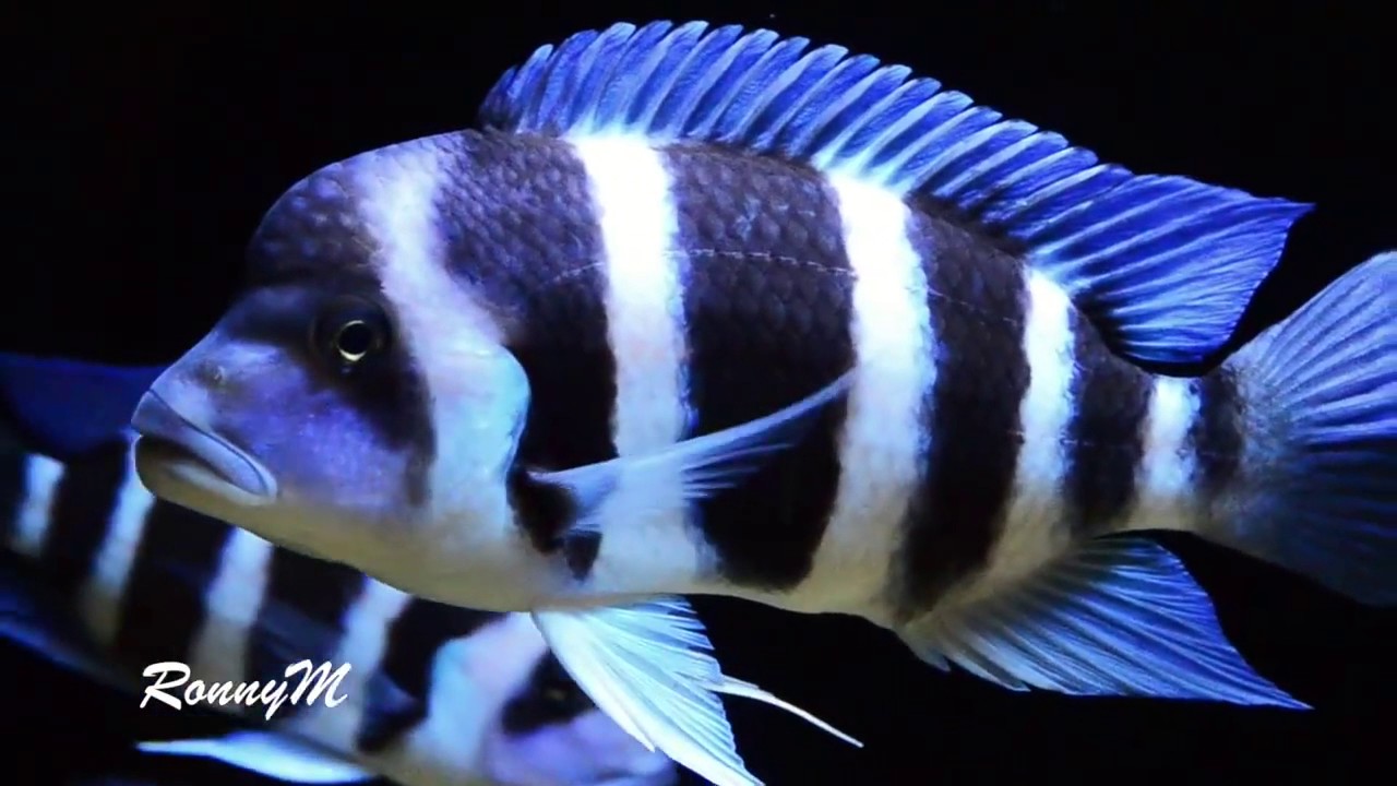 Mobas Up Close Best Moba Aquarium Aquarium Lovers Fish Tank Fishkeeping ...