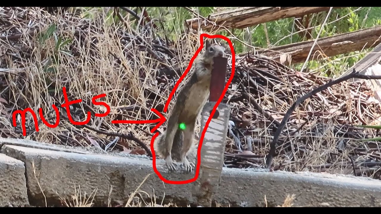 Squirrel Nut SHOT .22 H&N Baracuda Hunter pellet - YouTube