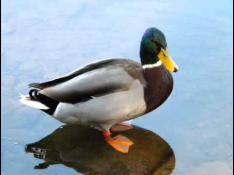 Mallard Facts - Facts About Mallards - YouTube