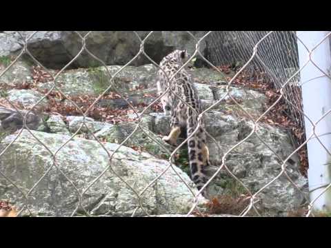 Kira - Snow Leopard