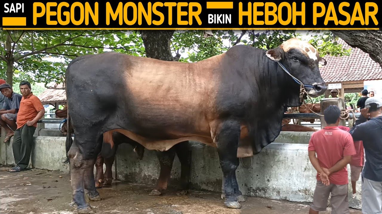 Sapi Pegon Monster Hampir 900 Kg Bikin Heboh Pasar Deal Pak Priyo ...