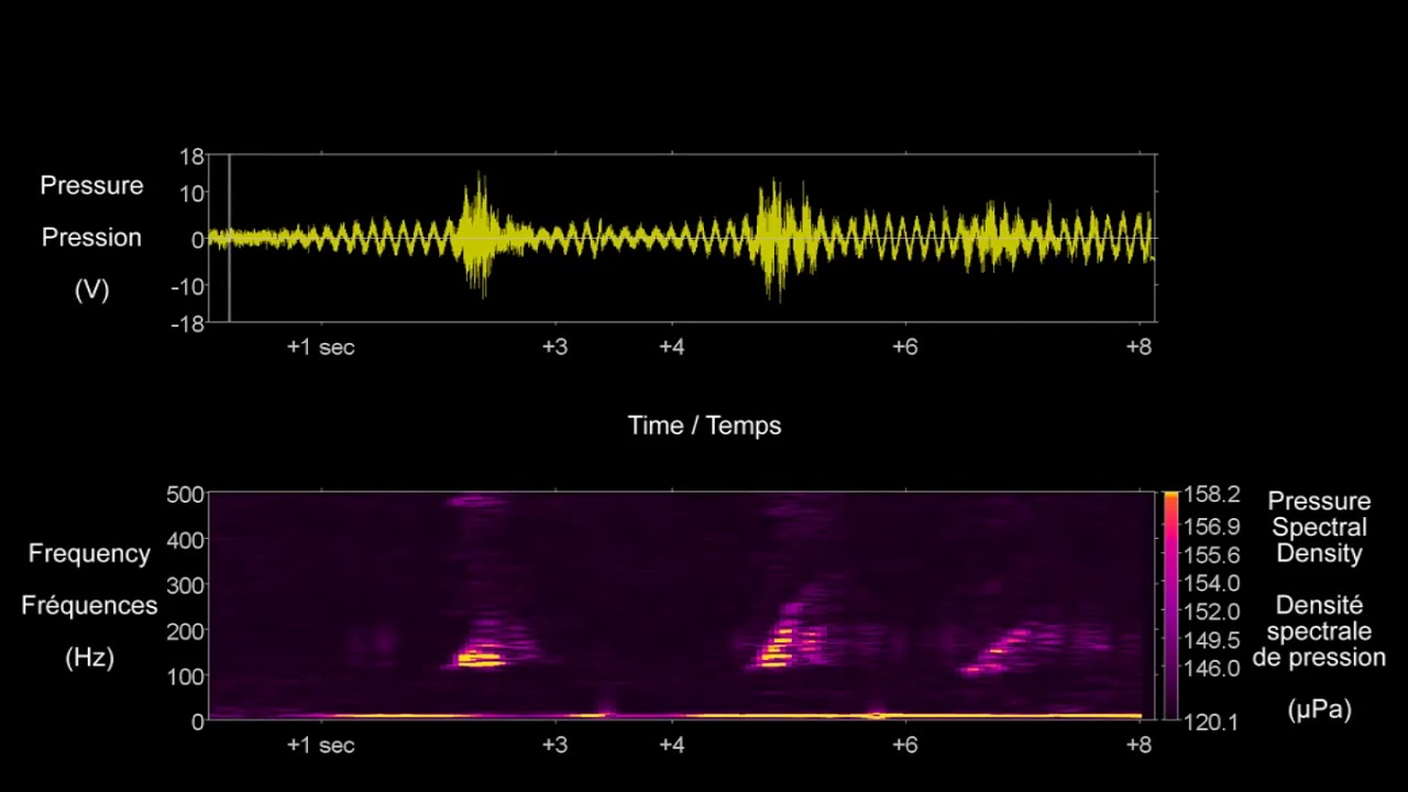 North Atlantic Right Whale Call in the Roseway Basin off southwestern ...