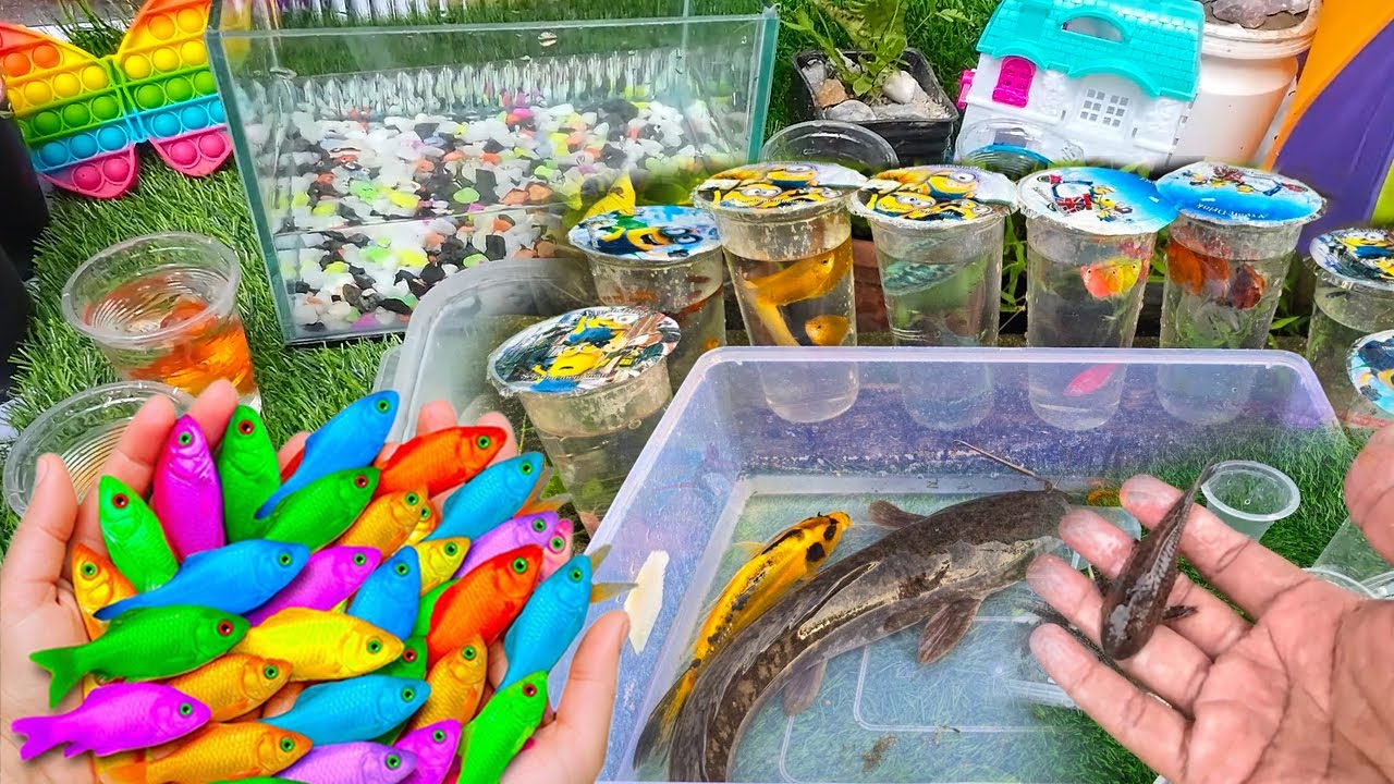 Satisfying Fishing || Amazing Colorful Aquarium Ornamental Fish Ep-151 ...
