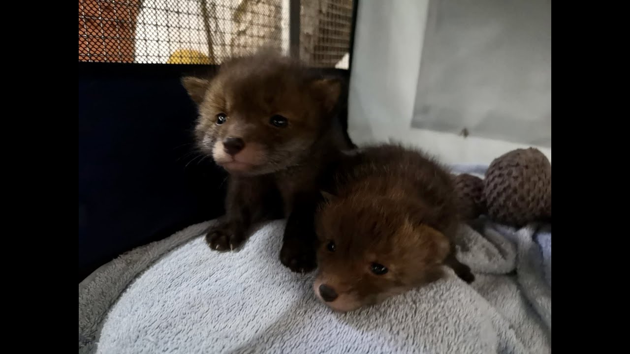 Seven rescued fox cubs at TIERART| FOUR PAWS | www.four-paws.org - YouTube