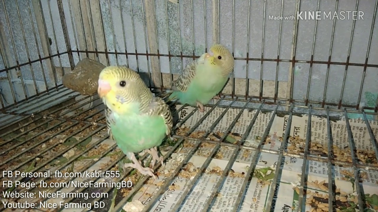 Wild Green Male and SF sky blue Spangle Female budgies Breeding outcome ...