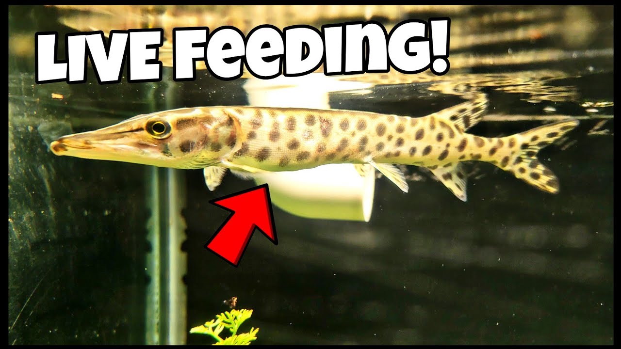 Fish Feeding! Pet Muskie Eats Live Fish First Time In Home Aquarium ...