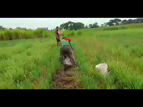 Transplanting Guatemala Grass - YouTube