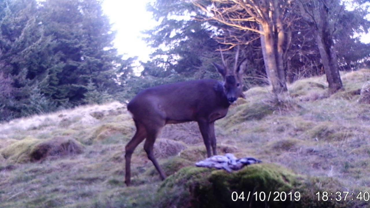 Roe deer family having fun - YouTube