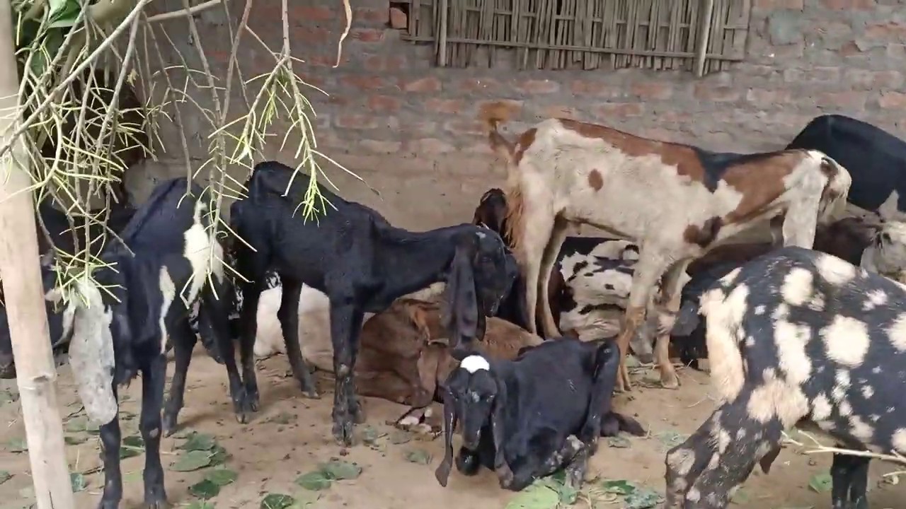 🐐 Assam goat farming 🐐 sagoli palon ata laav dayok byboxai 🙏 8131000920 ...