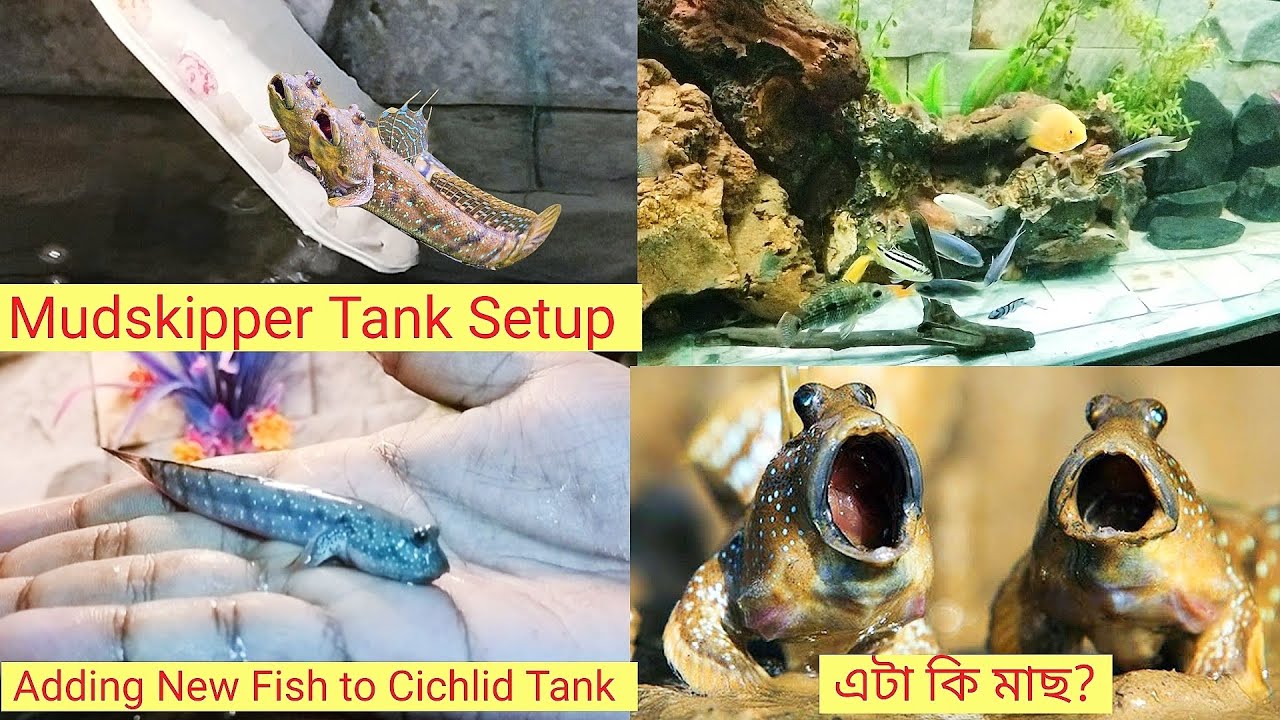 Mudskipper Tank Setup।। Adding new fish to cichlid Tank।।#mudskipper # ...