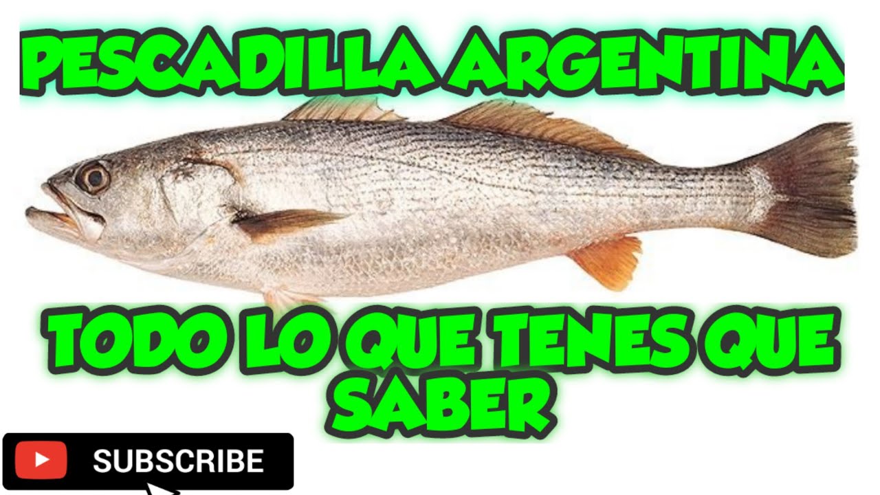 🔴 LA PESCADILLA ARGENTINA ( que pescar en Argentina 🇦🇷 ) - YouTube