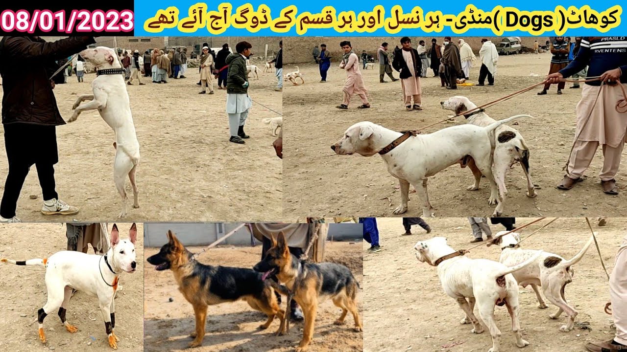 Kohat Mandi Mai Pitbull 🐕Ny Kohati Gultair 🐩 Par Attack👌Kia, Kohat Dogs ...