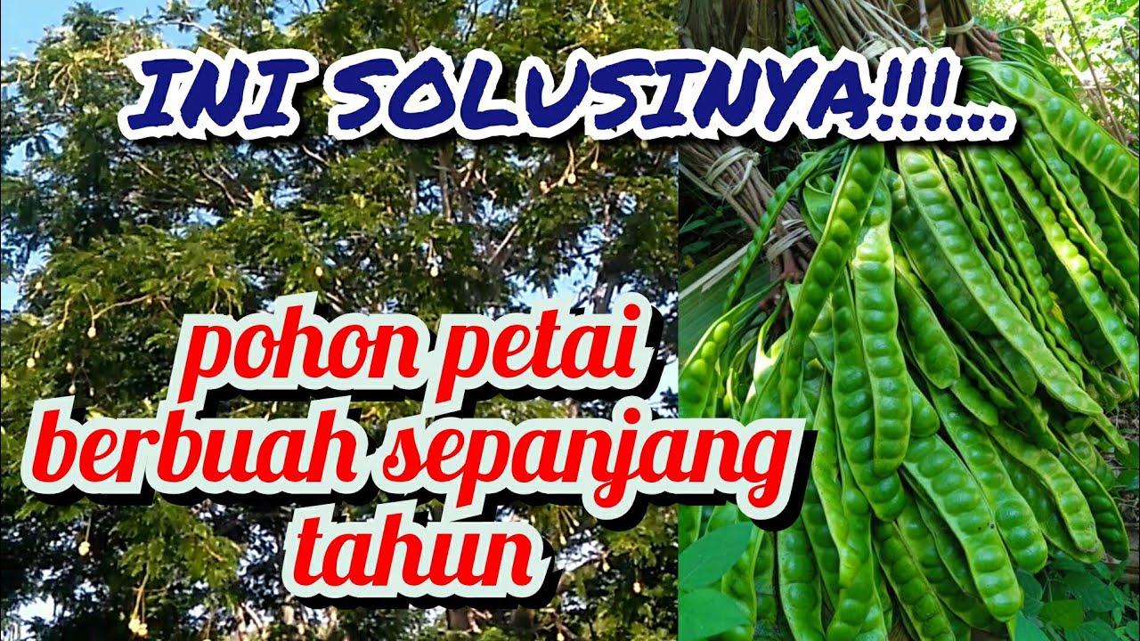 Cara jitu mengatasi biar bunga pete/petai tidak rontok - YouTube