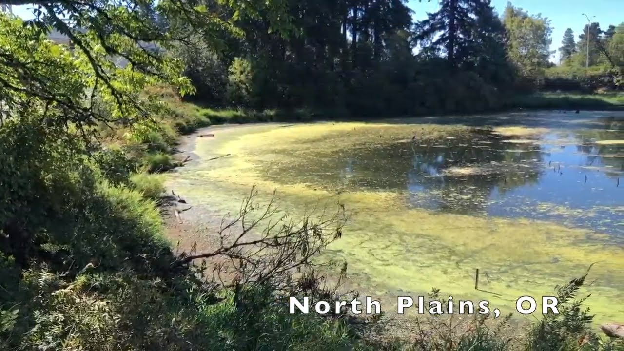 Walk Turtle Pond - North Plains, OR - YouTube