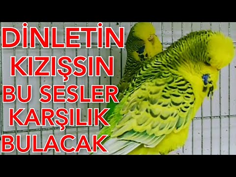 muhabbet kuşu sesi muhabbet kuşu çiftleştirme sesi muhabbet kuşu kızıştırma sesi صوت البادجي budgie
