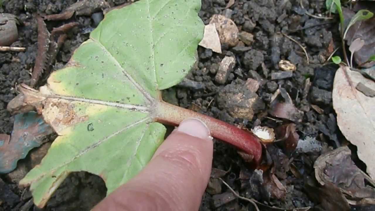 How to Store Rhubarb In Winter and When to Harvest It - YouTube