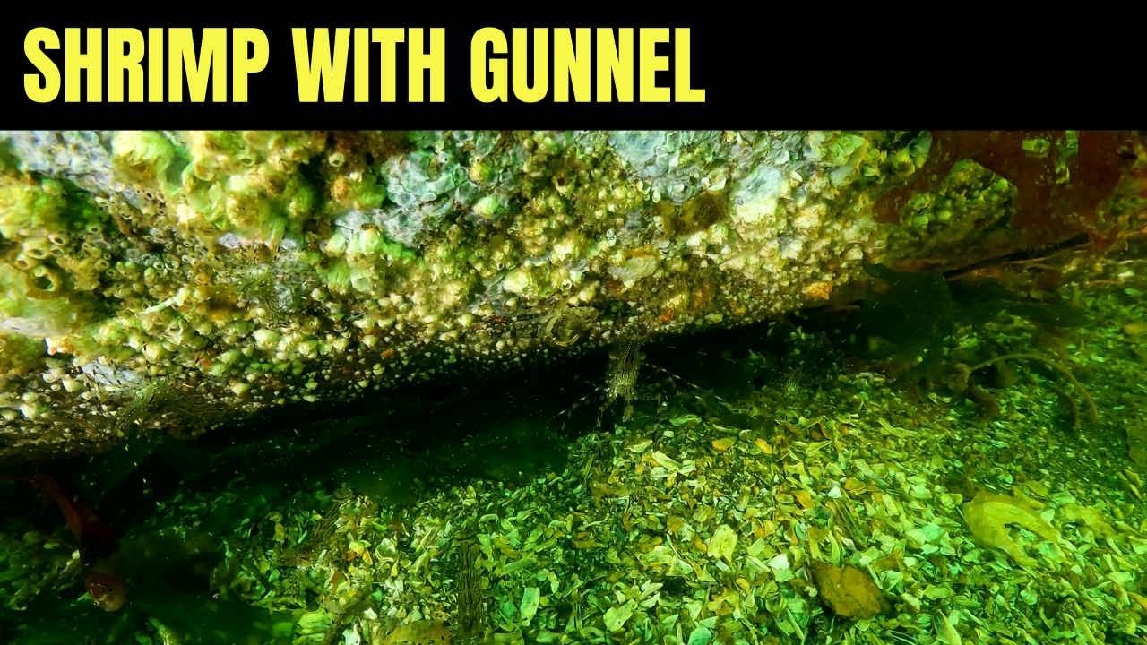 Coonstripe Shrimp With Penpoint Gunnel | Salish Sea Marine Wildlife ...