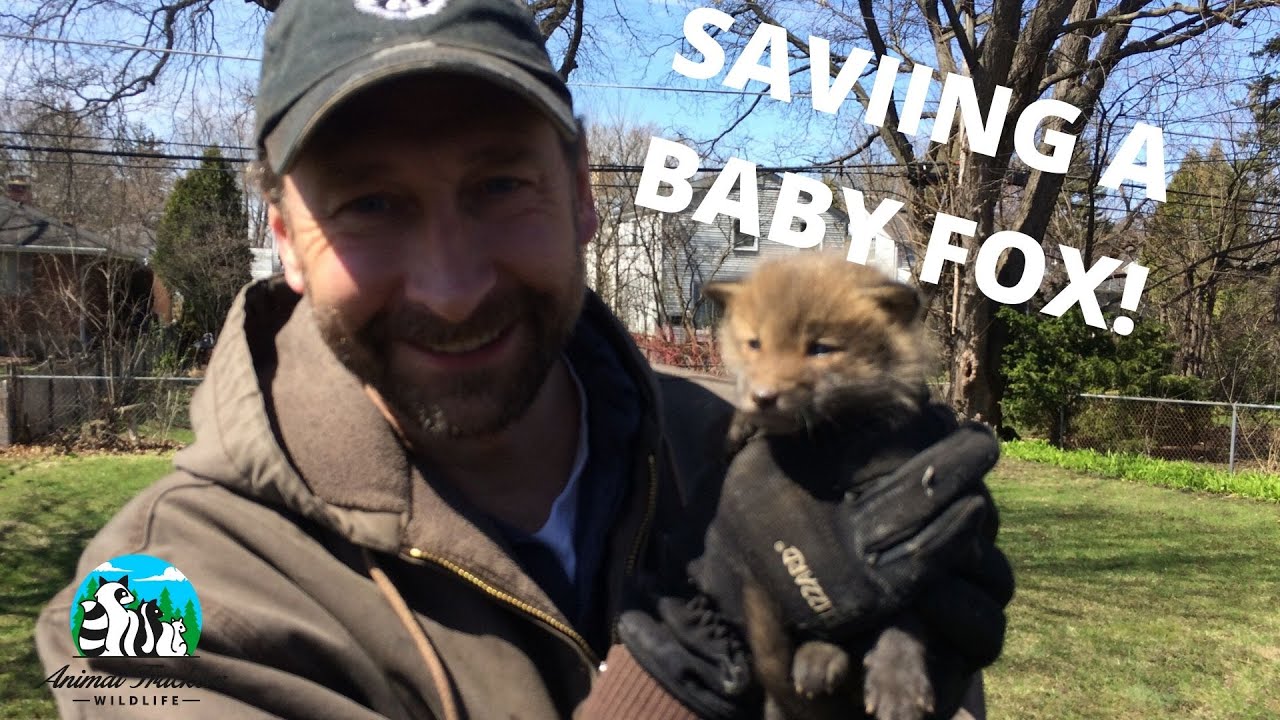 Baby Fox Kit Rescue From Window Well - YouTube