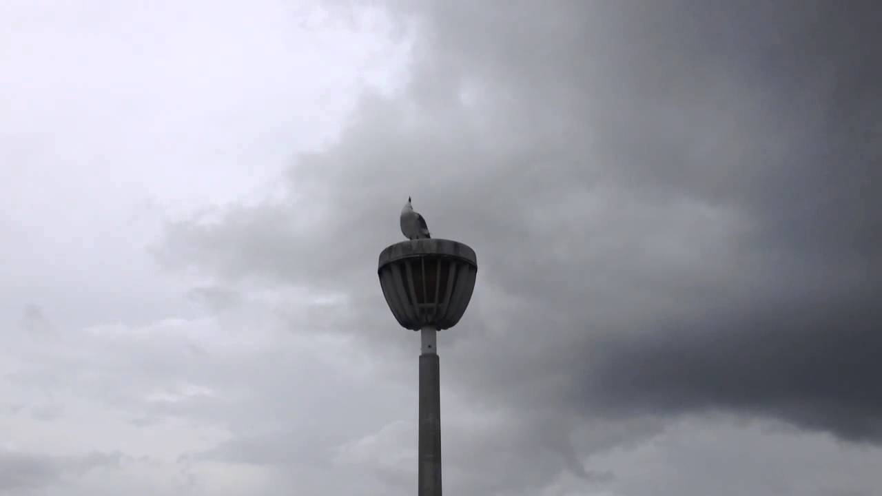 Ricky Gervais Laughing Seagull in The Everglades - YouTube