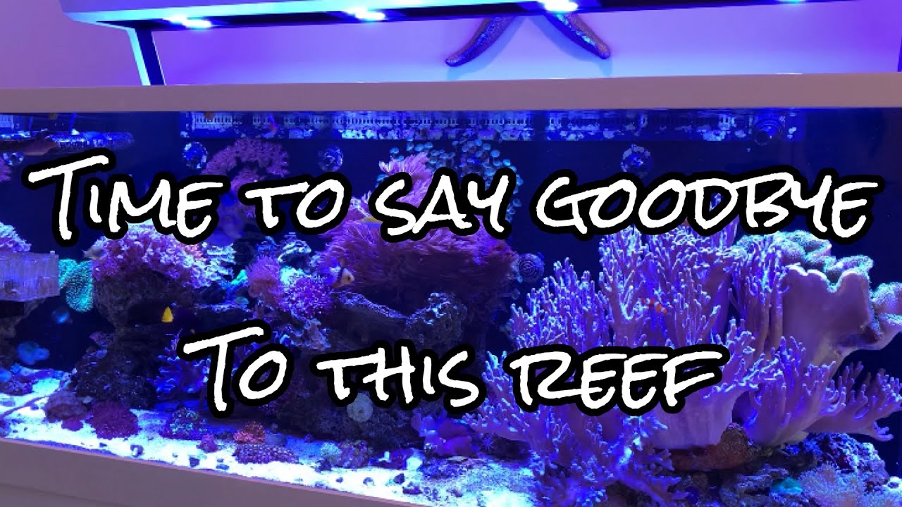 Time to say goodbye to this reef. - YouTube