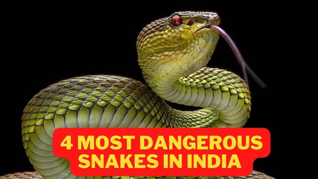 most dangerous snakes in India ... - YouTube