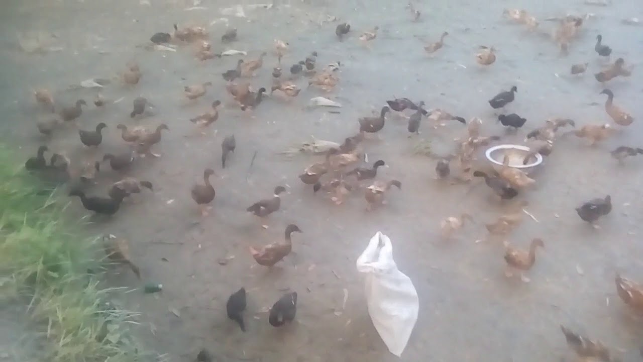 খাকি কেম্ব্যাল হাঁস কি ভাবে আবদ্ধ অবস্থায় পালন করবেন,Hash palon 2019 ...