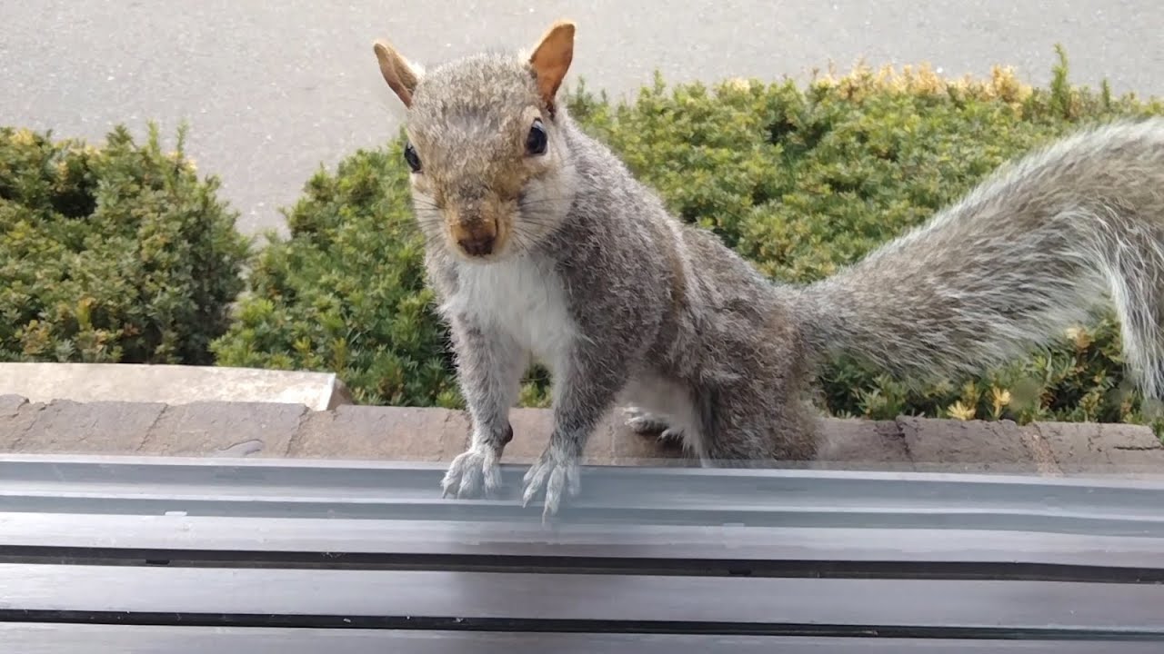 Meet Hodary - the sweet baby squirrel - YouTube