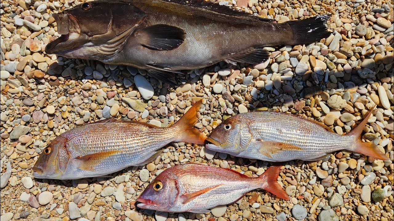 Ανεπανάληπτη Ψαριά με Κόκκινα Και Ένα ψάρι Τρόπαιο Στο Τέλος!! - YouTube