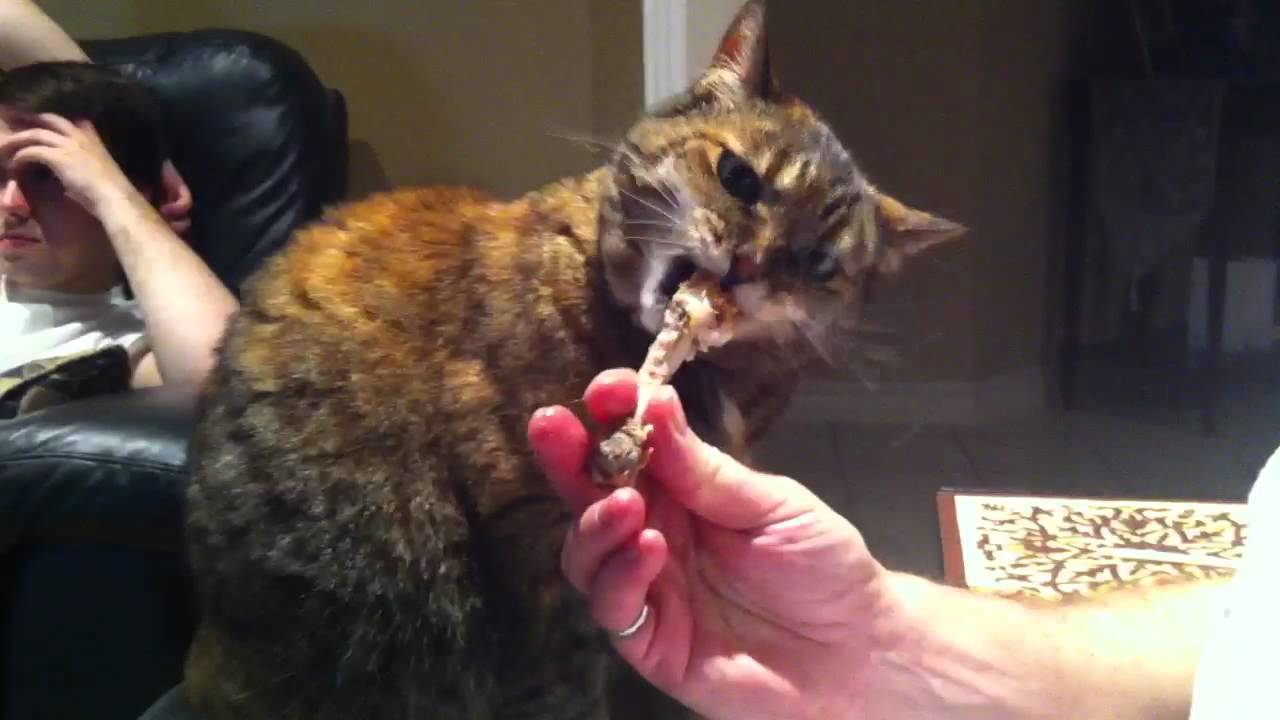 Tiger Chewing on a Chicken Bone - YouTube