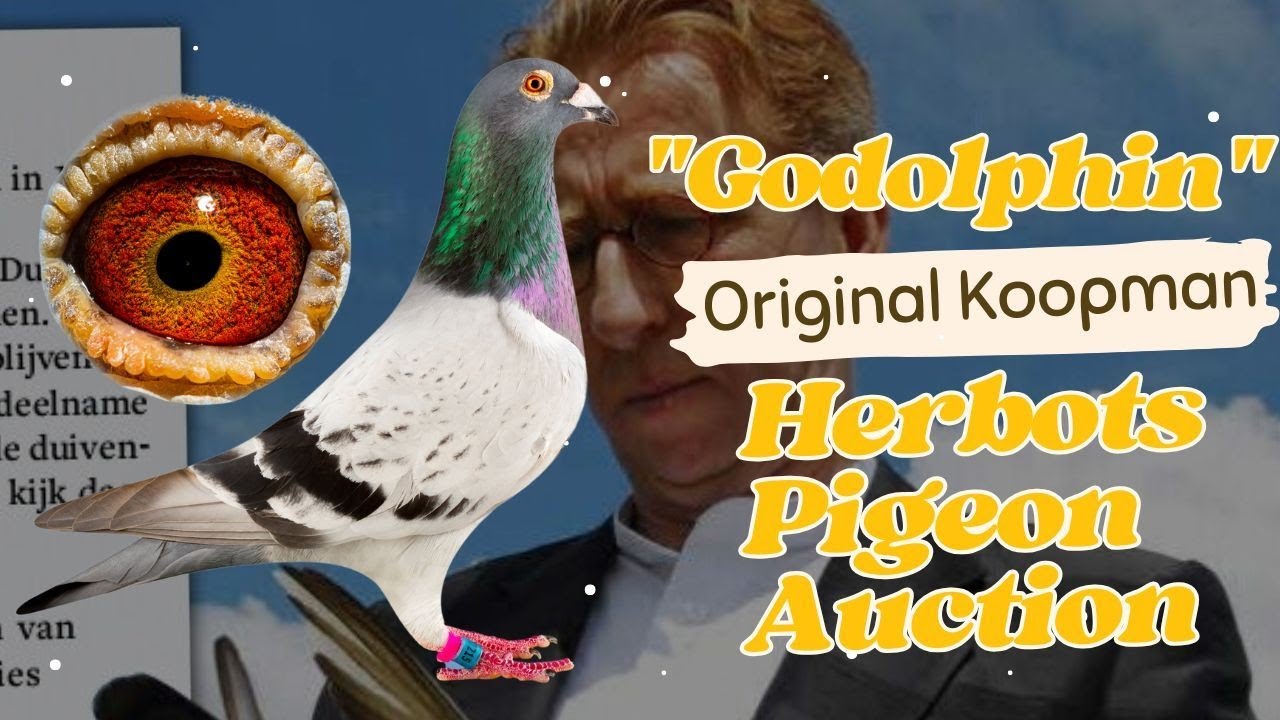 Son Godolphin | Original Racing Pigeon From Koopmans Bloodline ...