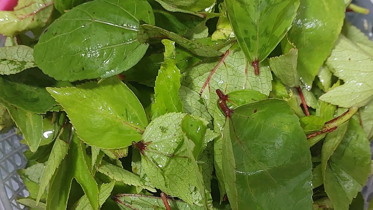 Ambade ki chutney/ ambade ki recipe/shireen haseeb0786 🍃👀😋 - YouTube