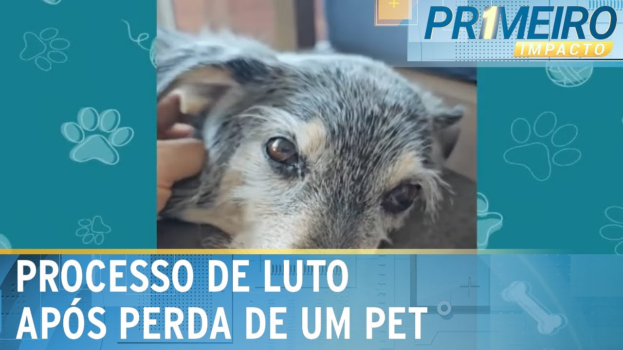 Faz Parte da Família: como lidar com o luto após a morte dos pets ...