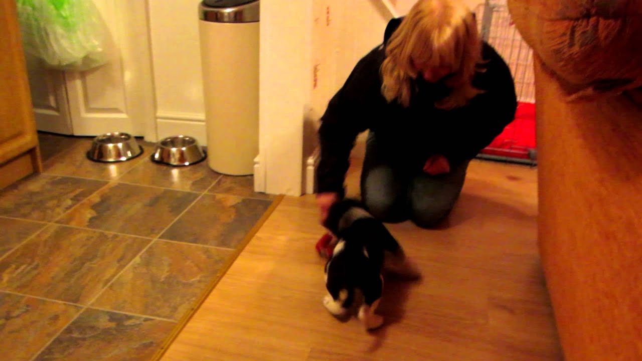 springer spaniel puppy lacey and her hot dogs - YouTube