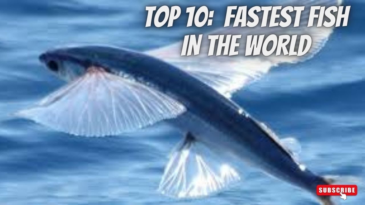 TOP 10 MOST FASTEST FISH IN THE WORLD 2022 - Aquatic Discovery Channel ...