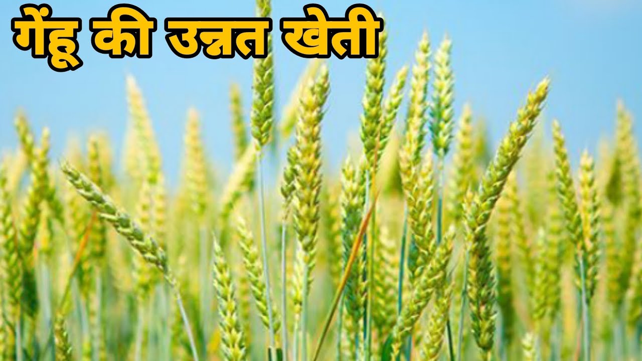गेंहू की खेती कब और कैसे करें/genhu ki unnt kheti/wheat farming/VS ...