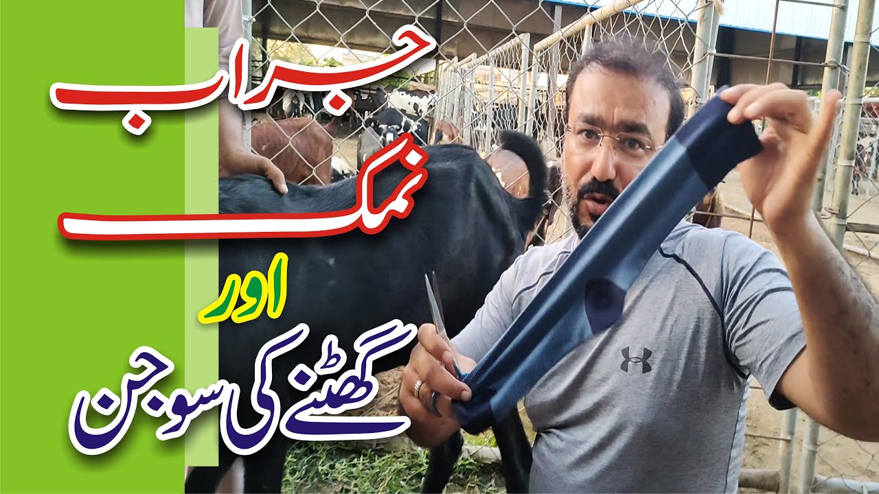 Sock Salt and Goat Knee Swelling | جراب نمک اور بکرے کے گھٹنے کی سوجن ...