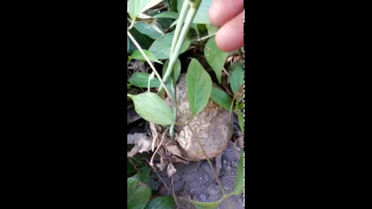 Vidarikand (Pueraria tuberosa) Supplier & Exporter - YouTube