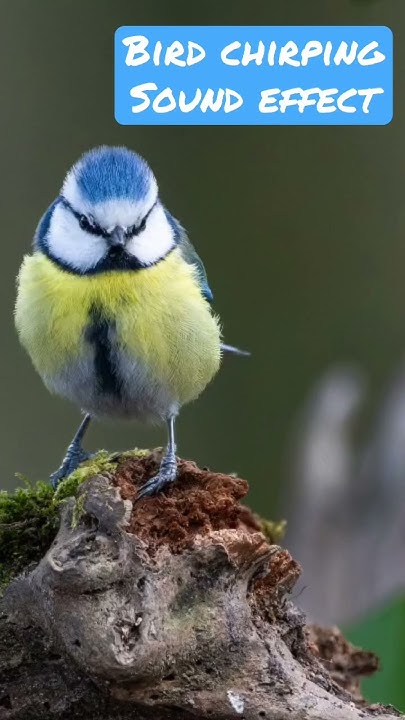 Bird Chirping Sound Effect Youtube
