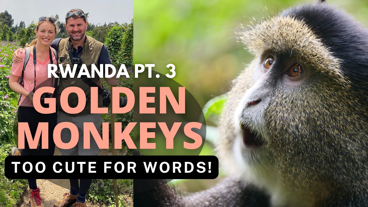 Trekking in Rwanda Part 3 | Golden Monkeys in Volcanoes National Park ...