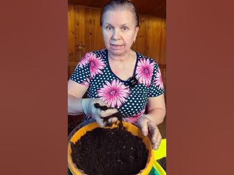 Грунт для крепкой рассады🌱 - YouTube