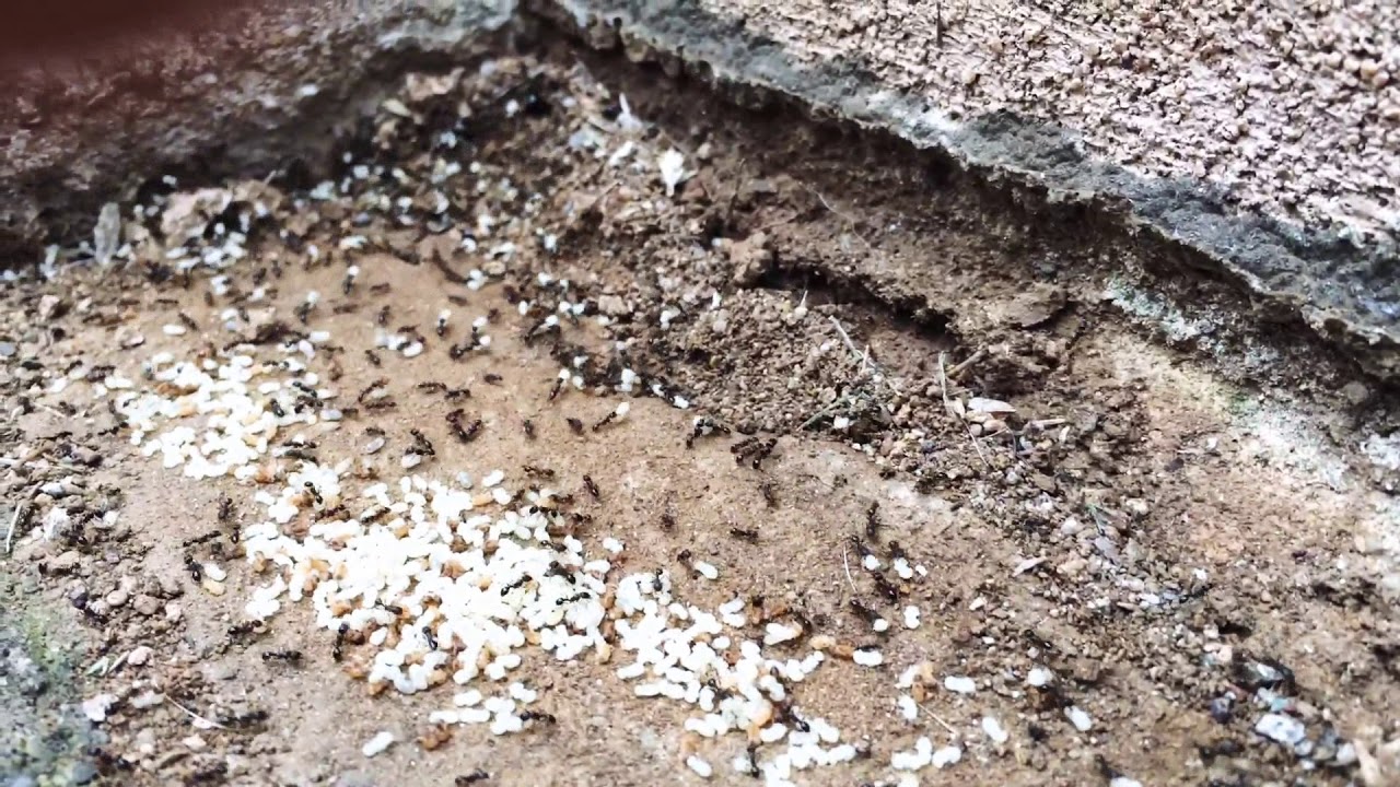Uncovering a huge ant colony - YouTube