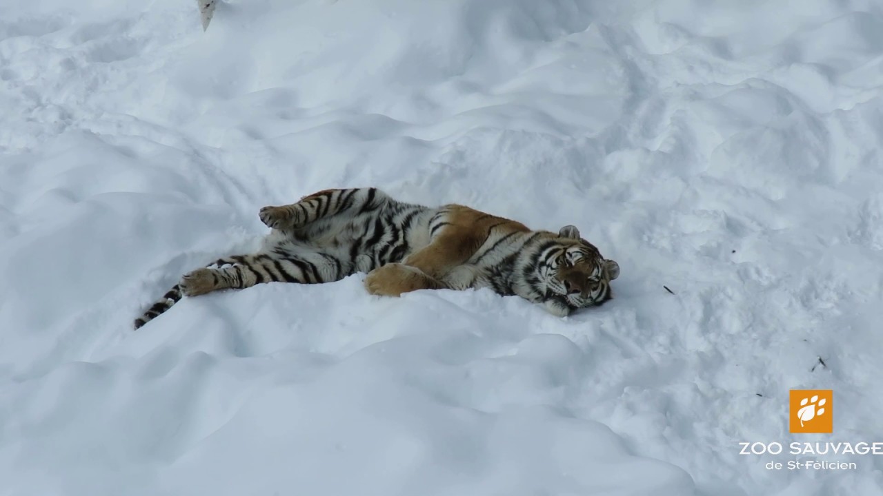 tigre au repos tiger resting Zoo sauvage de St Félicien - YouTube