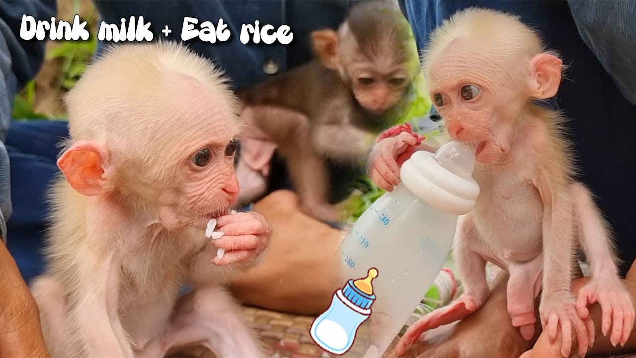 Drink milk + Eat rice + Play = life is fun - YouTube