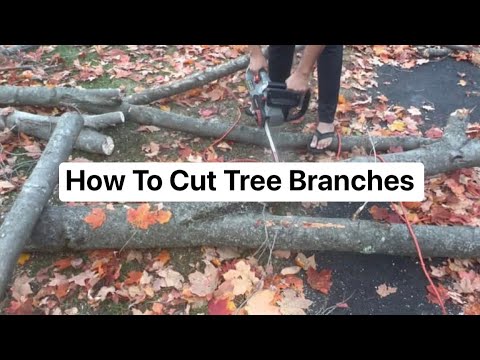 How to Cut Tree Branches Over House Without Hitting the Roof and ...