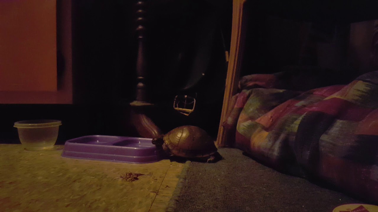 BOX TURTLE DRINKING AND VOMITING - YouTube